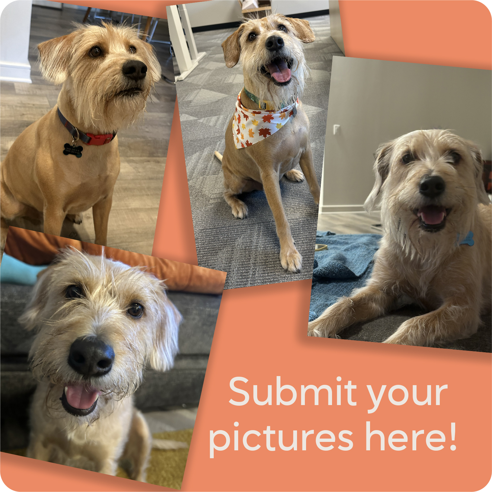 Mutt Madness - CityVet