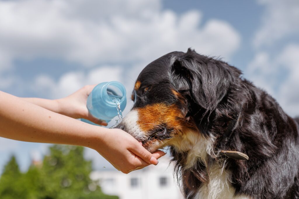 Essential Electrolytes for Your Dog's Health - CityVet